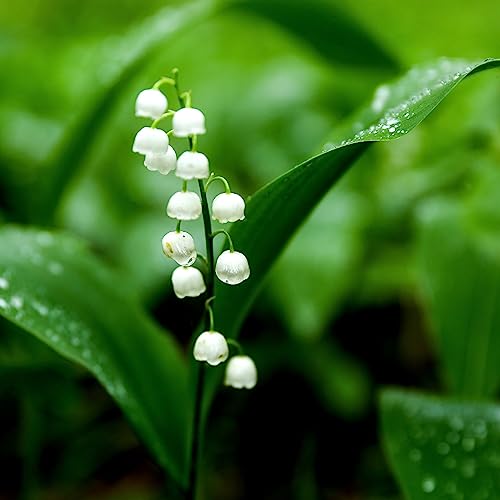 Amazon MusicでSnoozyのNew Forestを再生する