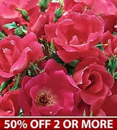Amazon.com: Knock Out 24-inch Patio Tree Rose : Patio, Lawn & Garden