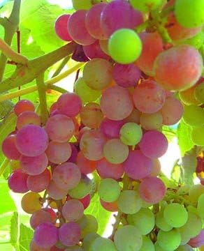 Amazon.com : Great Tasting Sweet Table Grapes, Mars Seedless #1 Size ...