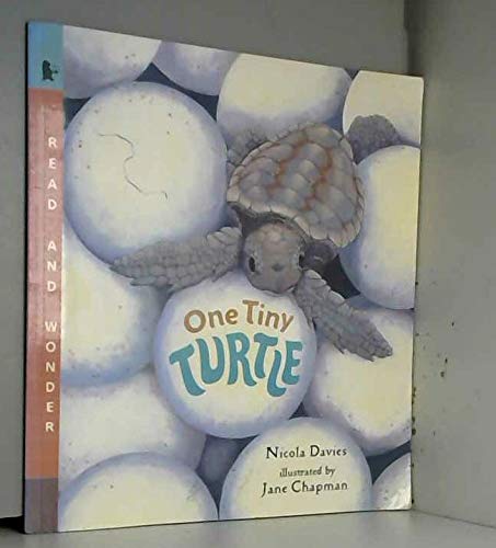Amazon | One Tiny Turtle | Davies Nicola, Chapman Jane | Ecology