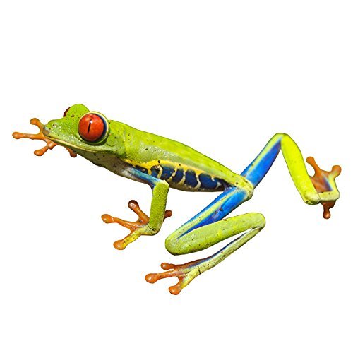 Amazon.com: Red Eyed Tree Frog Decal - 4.5" tall x 7.5" wide : Handmade ...