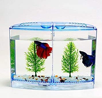Betta House Double ( Double Divider System) (Green) : Amazon.in: Home ...