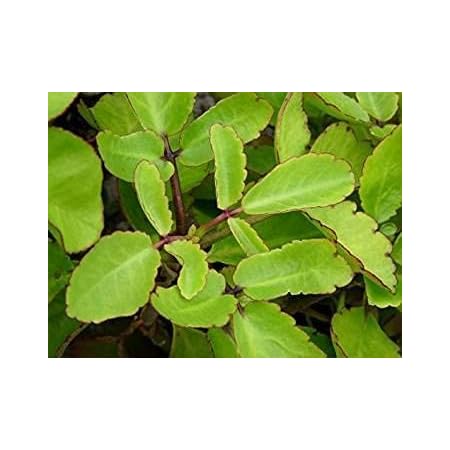 DIPA GARDEN Patharchatta Medicinal Plant Fresh Live with Pot Outdoor ...