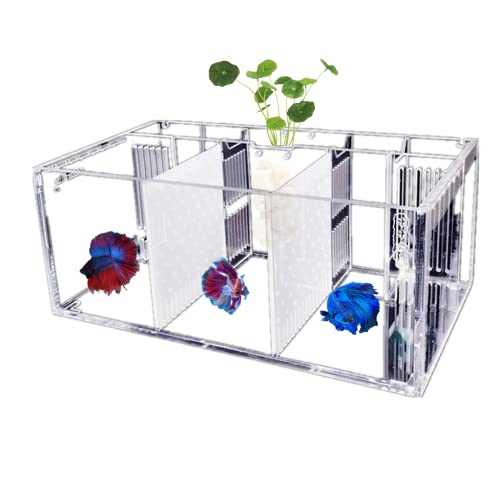 Setup Divided Betta Tank With Ease - Animals Log