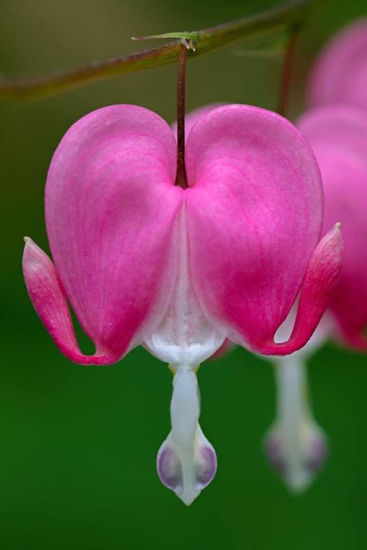 Ritz Farming® Bleeding heart flower seeds | Bleeding heart pink shade 2 ...
