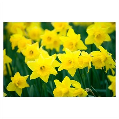 Amazon.com: 12 Large Yellow 'Tamara' Daffodil Flower Bulbs : Patio ...