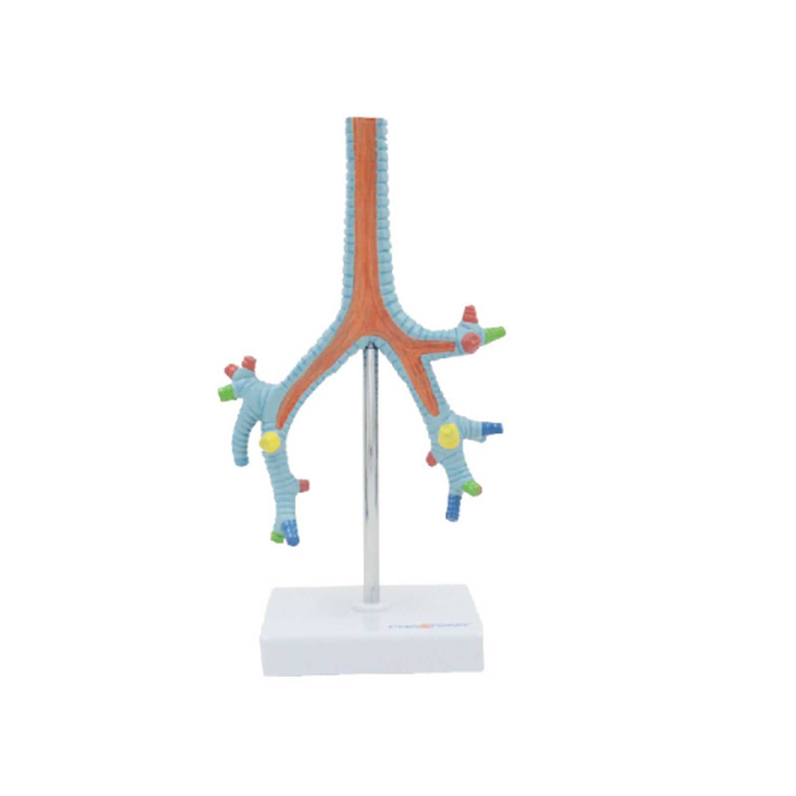 Bronchopulmonary Laryngoscope Larynx Anatomical Model Human Larynx And ...