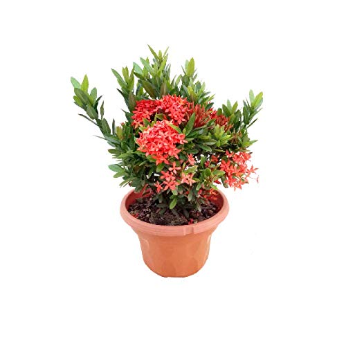 Mphmi Seedless Plant Flower Plants Ixora Mini Dwarf Orange Plant ...