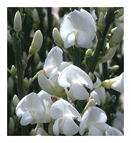 Genêt : une plante aux nombreux avantages sur la santé