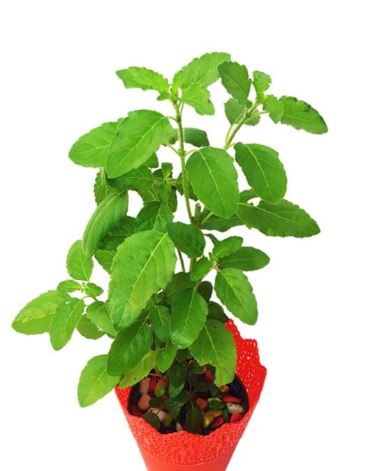 Lemon tulsi plant live (Pack of 1) : Amazon.in: Garden & Outdoors