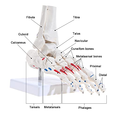 Snapklik.com : MIIRR Human Foot And Ankle Model, 1:1 Life-Size Model ...