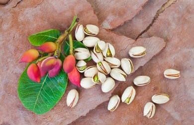 SANJU Live Pista Badam Plant/Pistachio Nut Plant/Grafted Healthy ...