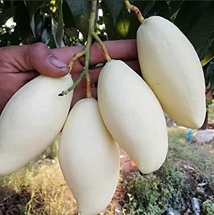 GoGreen Thailand White Mango Live Grafted Plant Amba Mangifera Indica ...