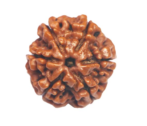 Gemstone Industry Traditional Six Mukhi Rudraksha Original Certified 6 ...