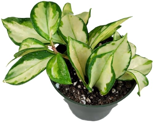 Hoya ciliata - How to grow & care