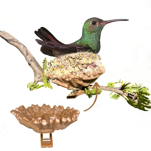 Where Is the Best Place to Hang a Hummingbird Nest? - Birds & Wetlands