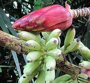 Amazon.com: 5 Seeds of Mula Banana RLP024 (Musa Muluensis) : Patio ...