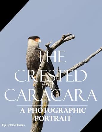 The Crested Caracara: A Visual Journey of a Majestic Raptor, A Stunning ...