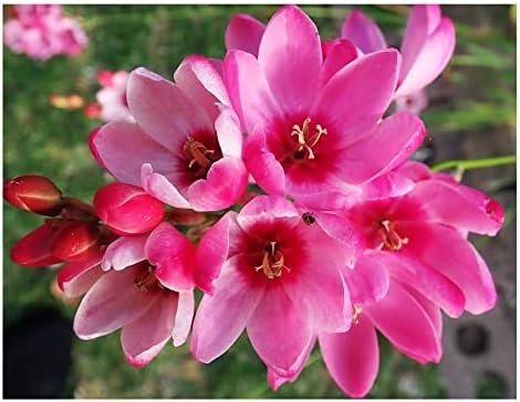 6X EREMURUS Line Dance Flowering Plant Bulbs - Foxtail Lily - Spring ...