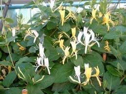 Cross Common Nursery Lonicera japonica var. repens (AGM) : Amazon.co.uk ...