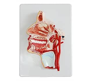 EDUSCOPE PVC Head Model - Near Median Section Anatomy - Nasal Passages ...