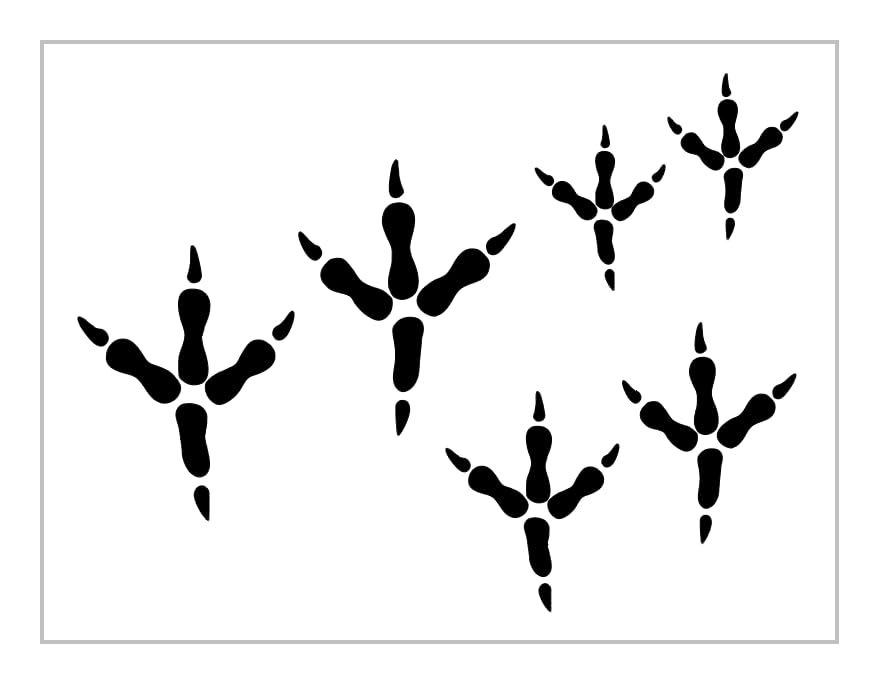 Amazon.com: Bird Foot Prints Stencil 3 Sizes Chicken Hen Feet Multiple ...