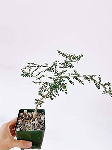 Buy Green Paradise Operculicarya decaryi Elephant Tree Bonsai Suitable ...