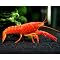 Amazon.com: Aquatic Arts 1 Male Neon Red Crayfish | Live Freshwater ...