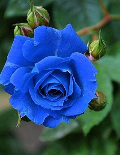 Ariya "Indigo Blue" Rose Flower Plant Home Garden Plant 1 Grafted Rose ...