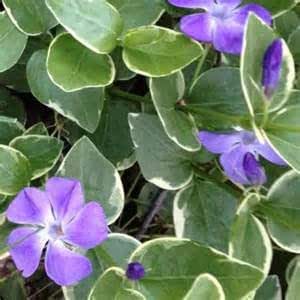 Amazon.com: Vinca mayor variegata : Patio, Césped y Jardín