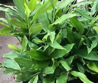 Plant Nursery Online Spice Plants - Elaichi, Green Cardamom, Ealakai ...