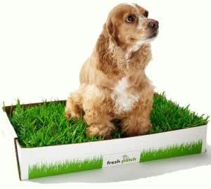 Amazon.com : Fresh Patch Real Grass Dog Potty : Pet Training Pads : Pet ...