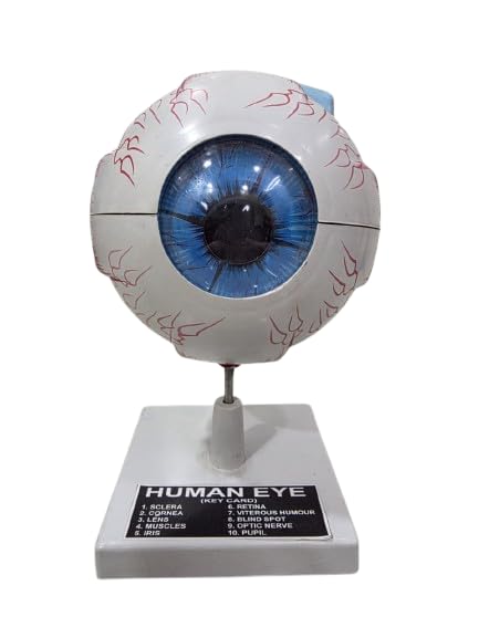 Human Eye Anatomy Model (6x Enlarged) on Stand | Detachable Eyeball ...