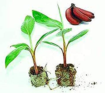 Royal Gardens Fruit Live Plant -Rare Dwarf" Red Banana" Musa acuminata ...
