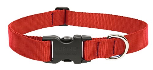 Best Collars for Labradors and Large Breed Dogs