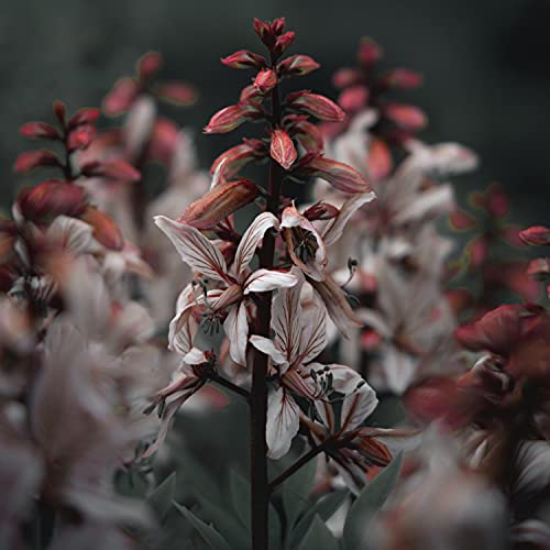 Memories de Eternity X en Amazon Music Unlimited