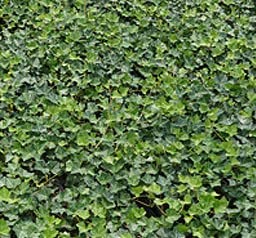 Hedera helix - How to grow & care
