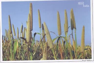 Pearl Millet Maxi Cards : Amazon.in: Office Products