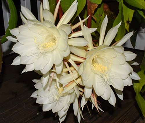 Buy Creative Farmer Nishagandhi Plant (Epiphyllum Oxypetalum) Gardens ...