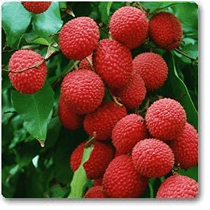 GREEN LINE Litchi Tree Grown Through Plant 1 Healthy Live Plant ...