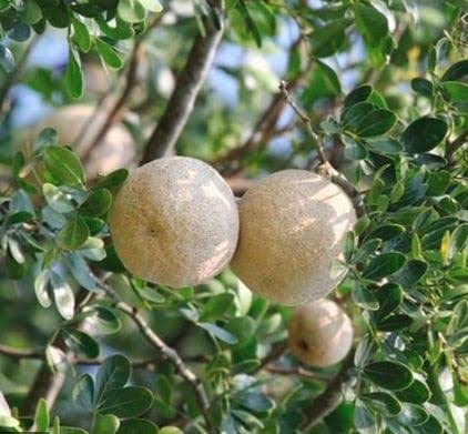 Mphmi Nursery Delhi Plant NCR Woodapple Kavath Plant Limonia acidissima ...