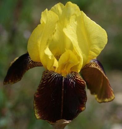 Amazon.com : Pretty Flowering Perenials, "RAJAH" Reblooming Iris ...