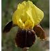 Amazon.com : Pretty Flowering Perenials, "RAJAH" Reblooming Iris ...