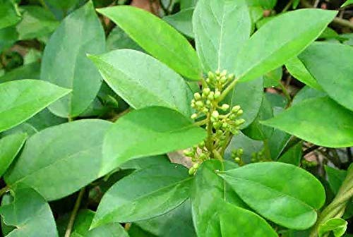 Indiana Gymnema sylvestre Gudumari Madhunashini Nagapushpi Live Plant ...