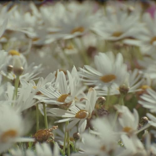 Amazon MusicでEvil NeedleのBlossomを再生する