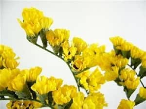 Amazon.com : New Fresh 50pcs Yellow Statice Flower Seeds Generic ...