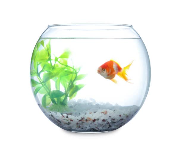 ATLOYAL Aquarium Bowl for Fish | Home | Office |Easy to Handle | 5 LTR ...