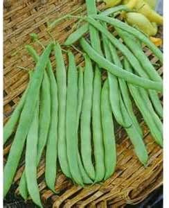 Amazon.com : Missouri Wonder Pole Bean Seed 100 Ct. : Corn Plants ...
