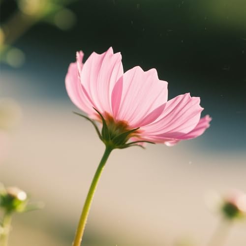 Play Selama hatinya tetap jujur by Saif Eldin on Amazon Music Unlimited