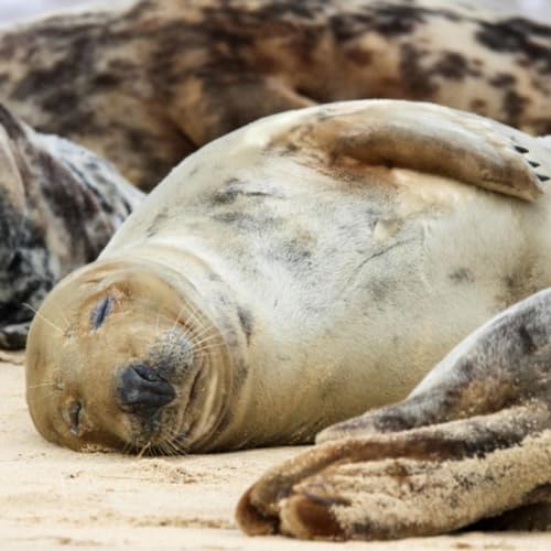 Play My Best Friend Is a Grilled Cheese Sandwich by Spork Factory on ...